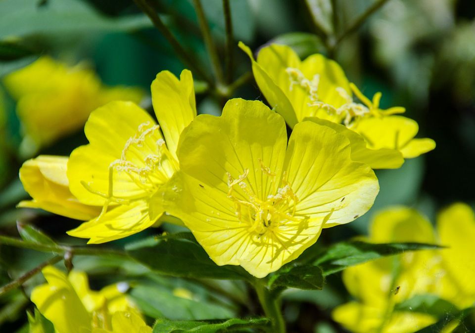 Los beneficios de la onagra para el bienestar femenino - Sakai